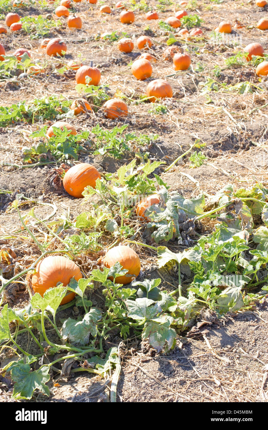 A Pumpkin Patch in october Stock Photo - Alamy