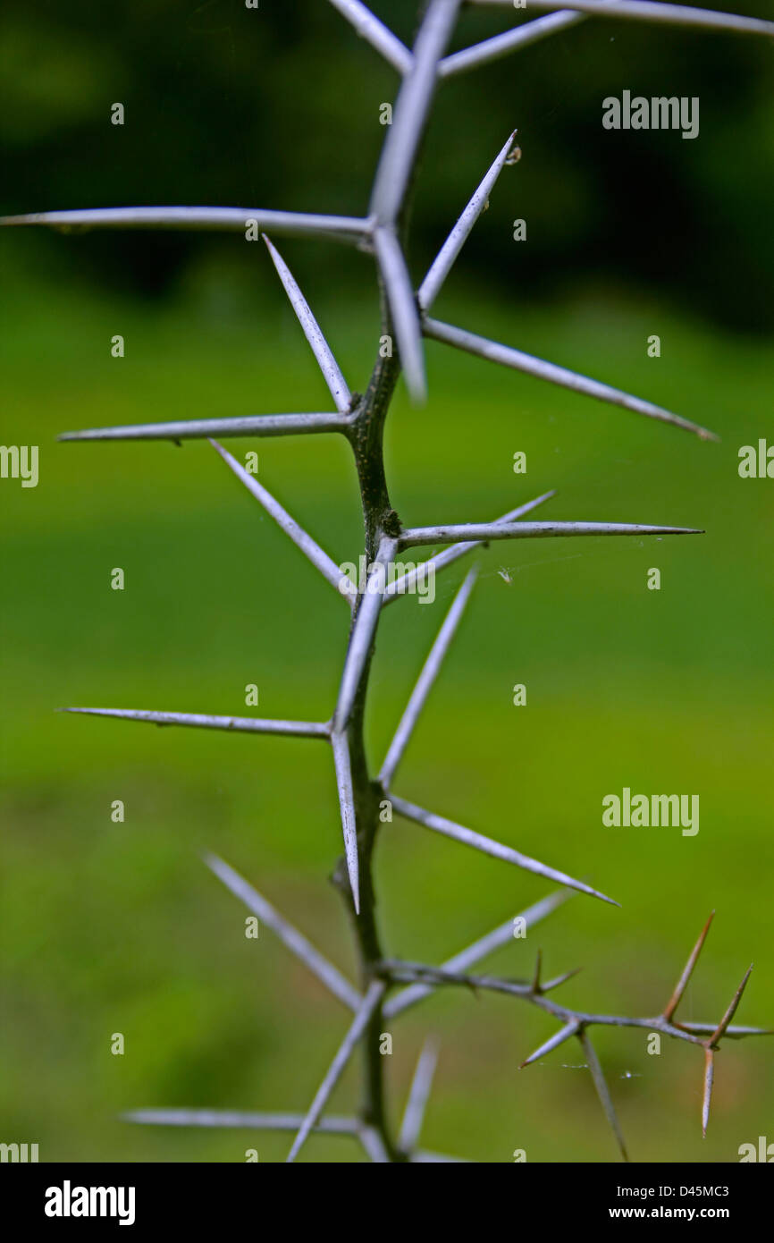 Babul tree hi-res stock photography and images - Alamy