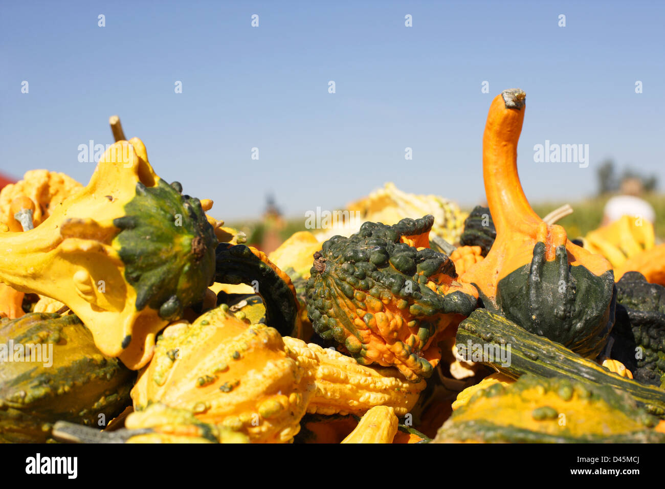 A bunch of gourds in a basket Stock Photo - Alamy