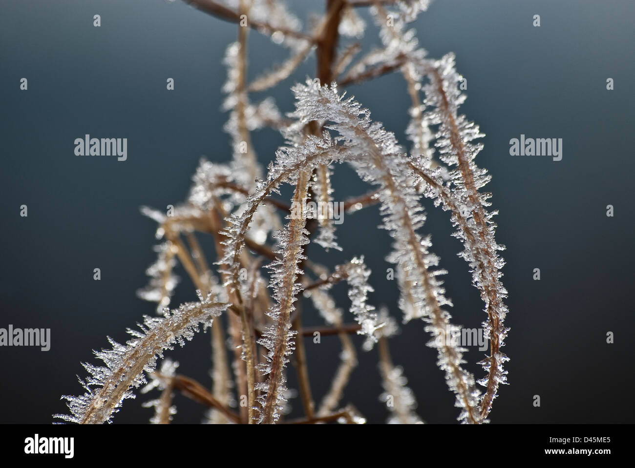 Ice and twigs hi-res stock photography and images - Alamy