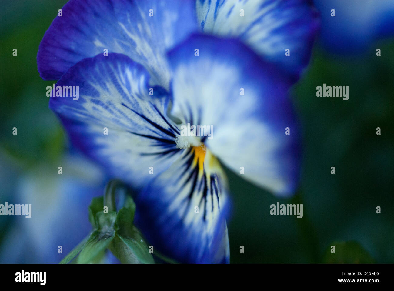Lovely Blue Pansey (Violax wittrockiana Stock Photo - Alamy
