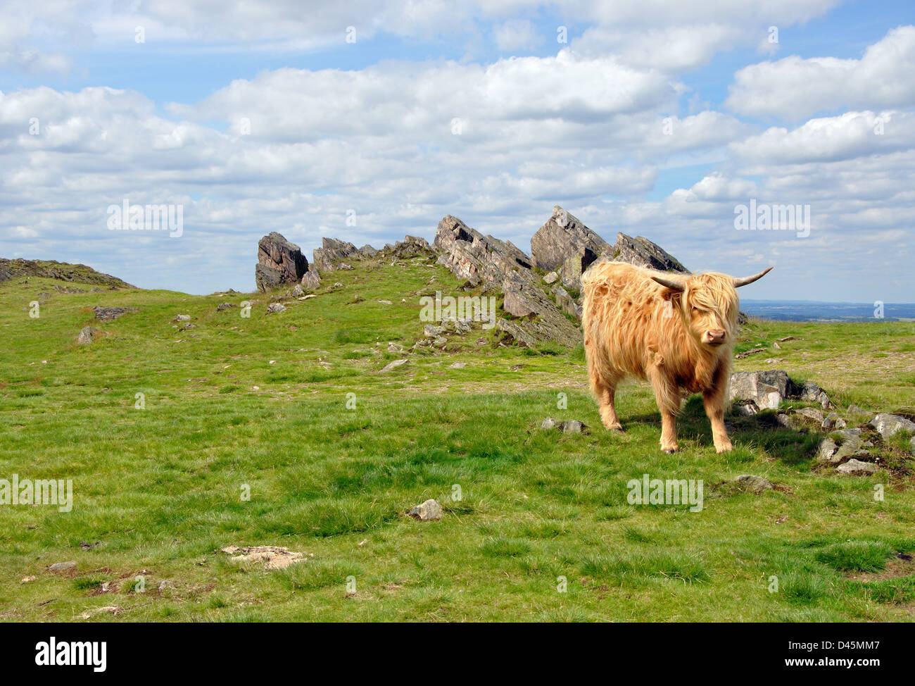 highland cow, Beacon Hill, Leicestershire, England, UK Stock Photo - Alamy
