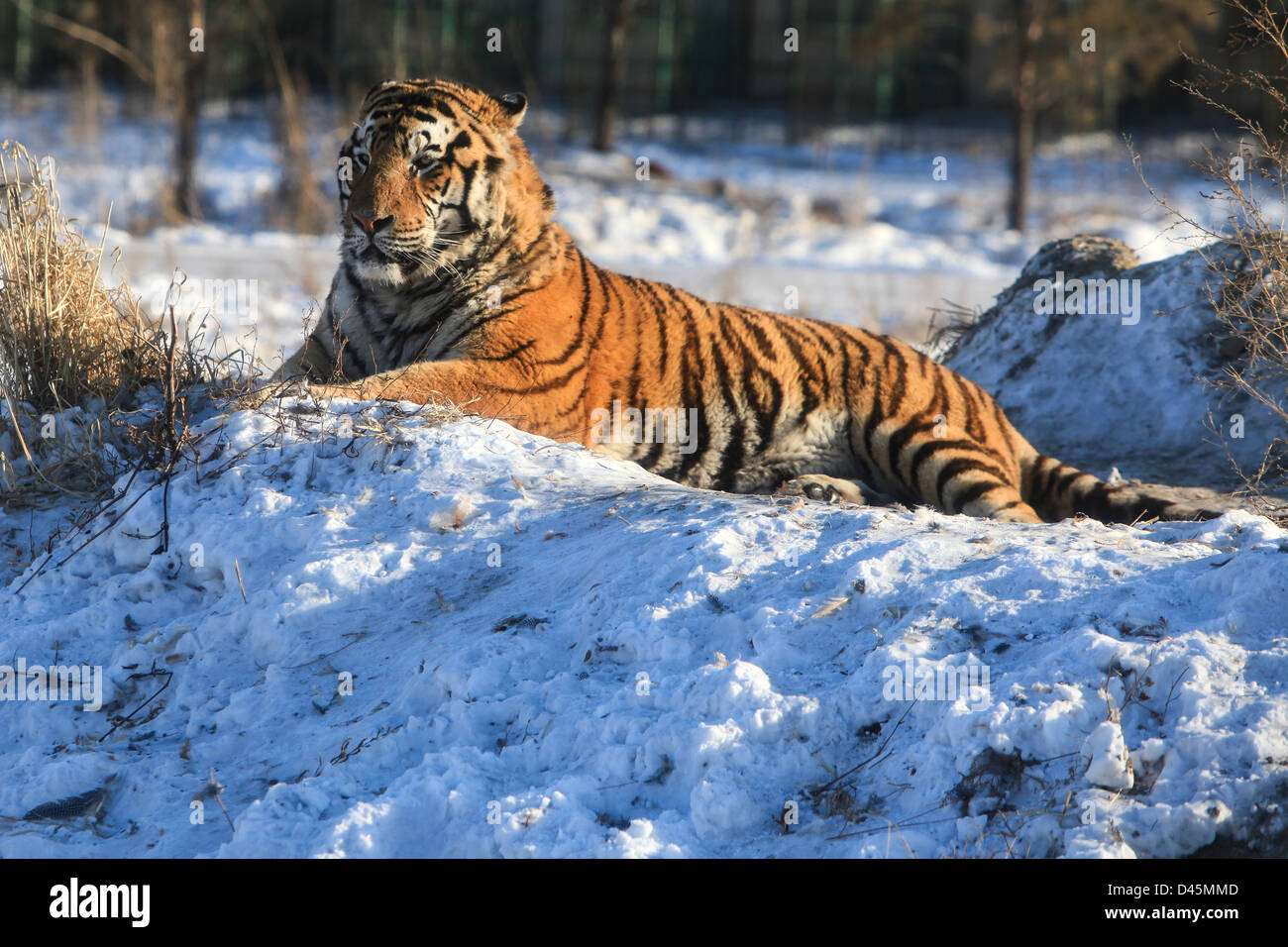 Alert Bengal Tiger Stock Photo - Alamy
