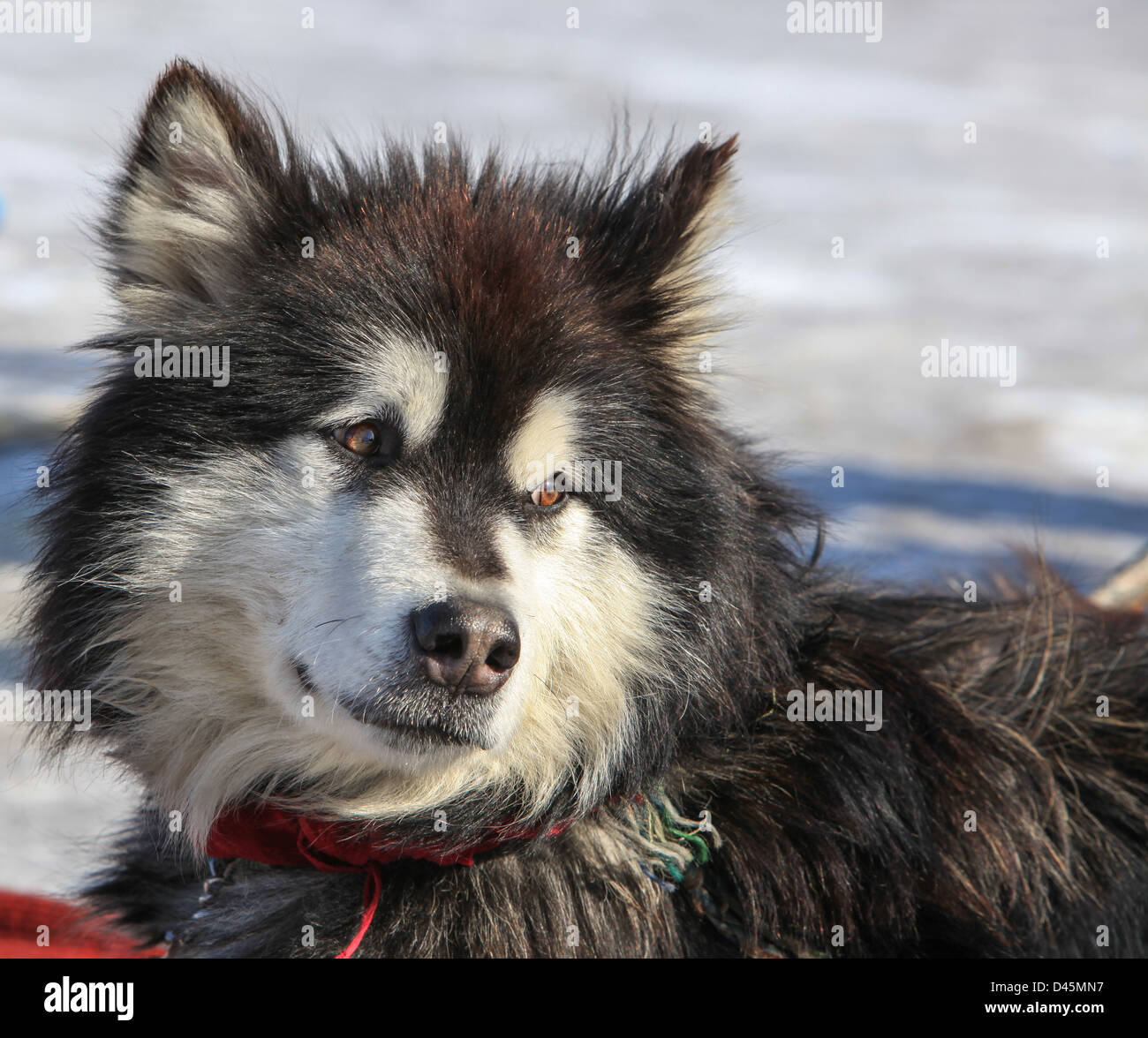 Husky slide hi-res stock photography and images - Alamy