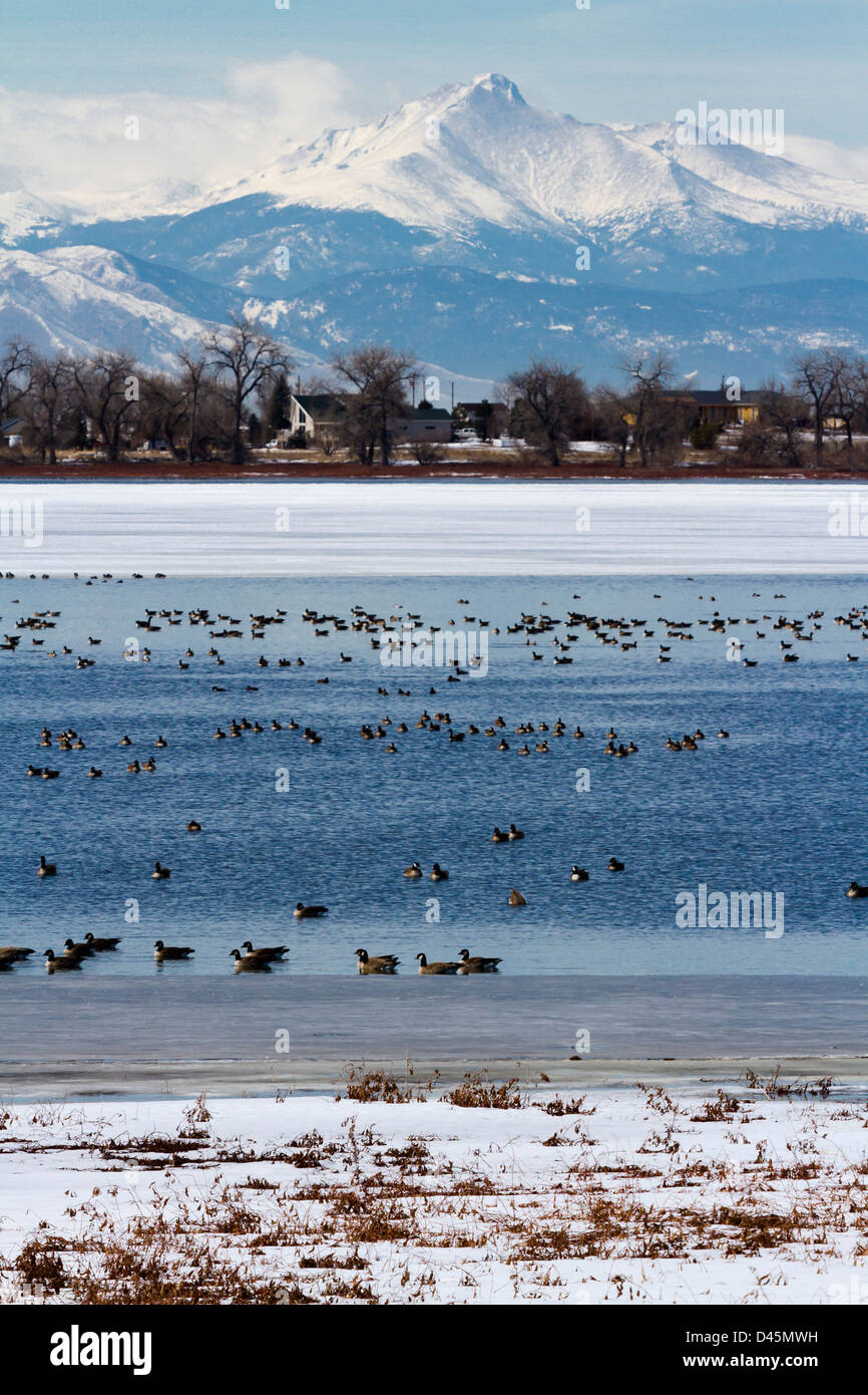 Canada geese migration at Barr Lake State Park, Colorado Stock Photo ...