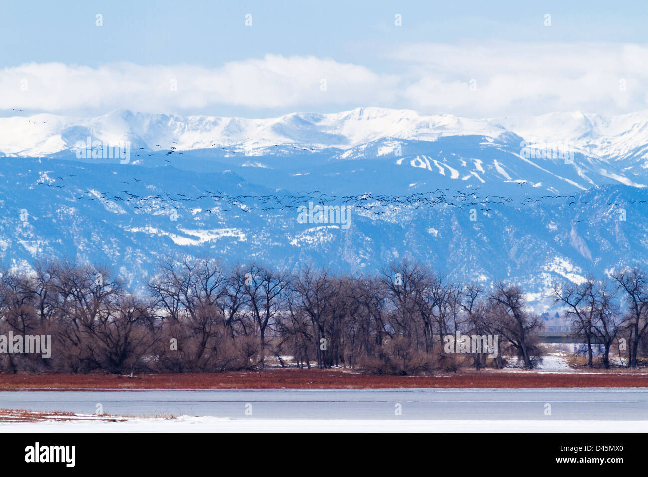 Canada geese migration at Barr Lake State Park, Colorado Stock Photo ...