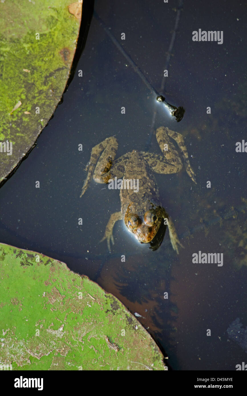 Skittering frog euphlyctis hi-res stock photography and images - Alamy