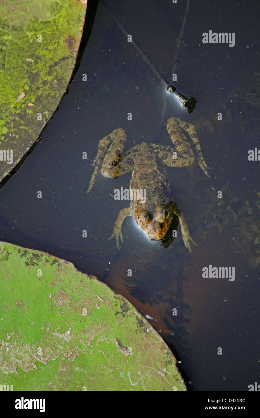 Skittering frog hi-res stock photography and images - Alamy