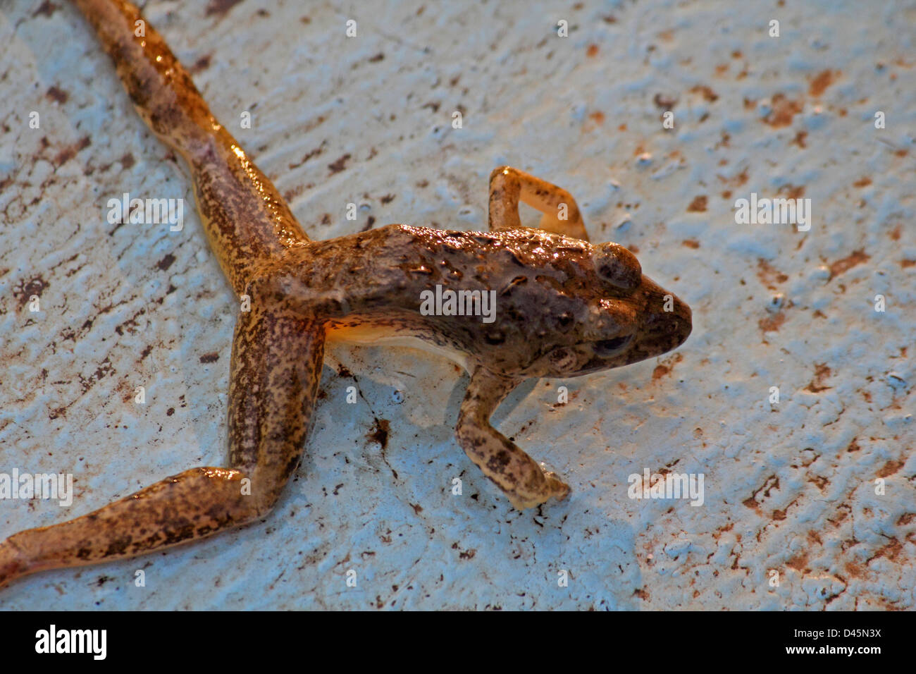Leaping frog hi-res stock photography and images - Alamy
