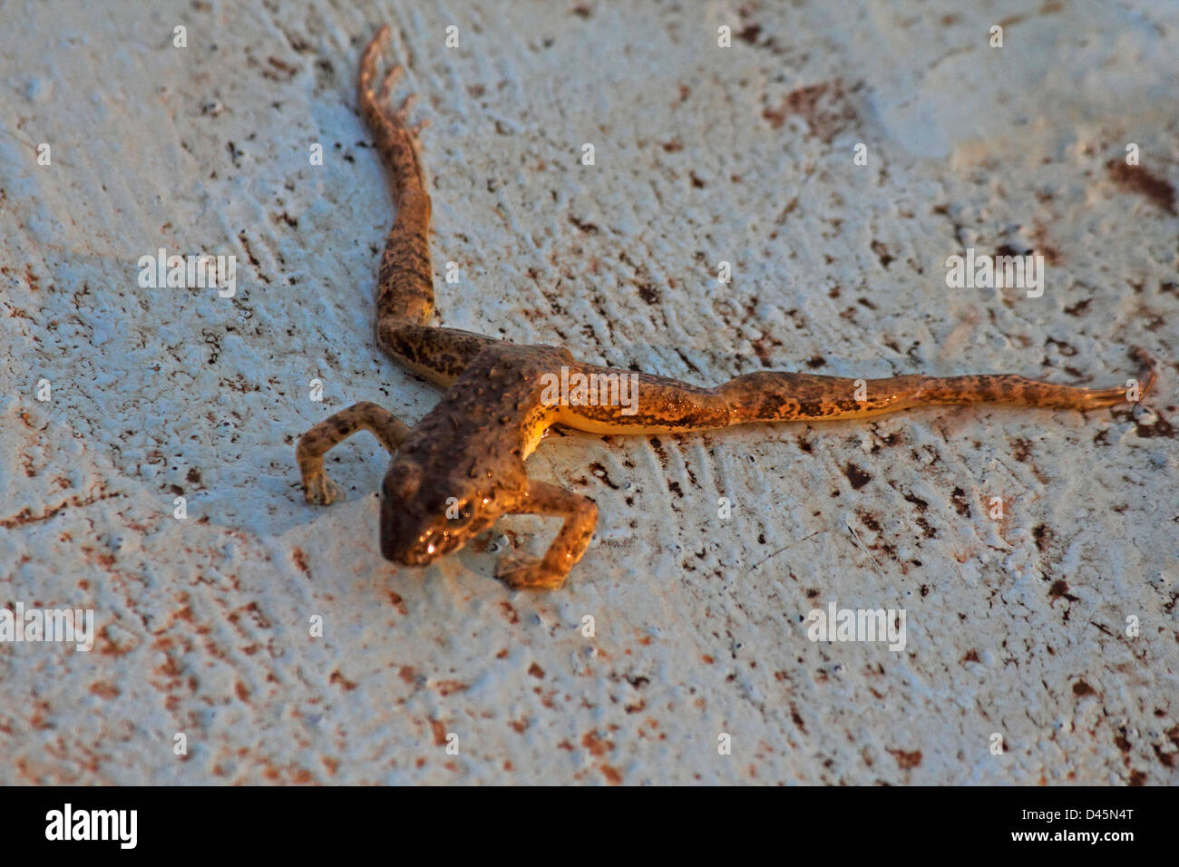 Leaping frog hi-res stock photography and images - Alamy