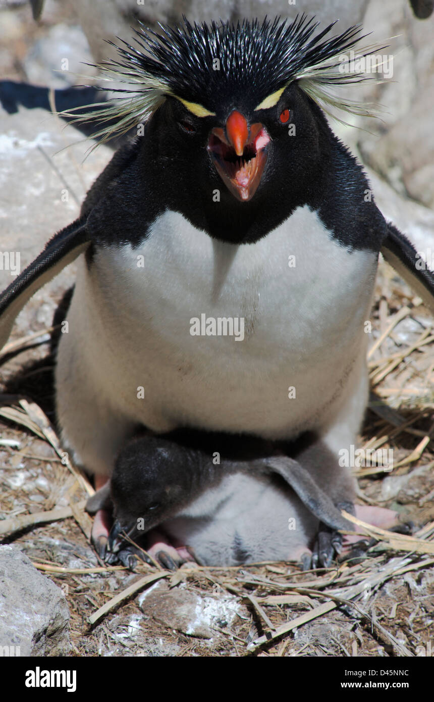 Southern rockhopper penguin hi-res stock photography and images - Alamy