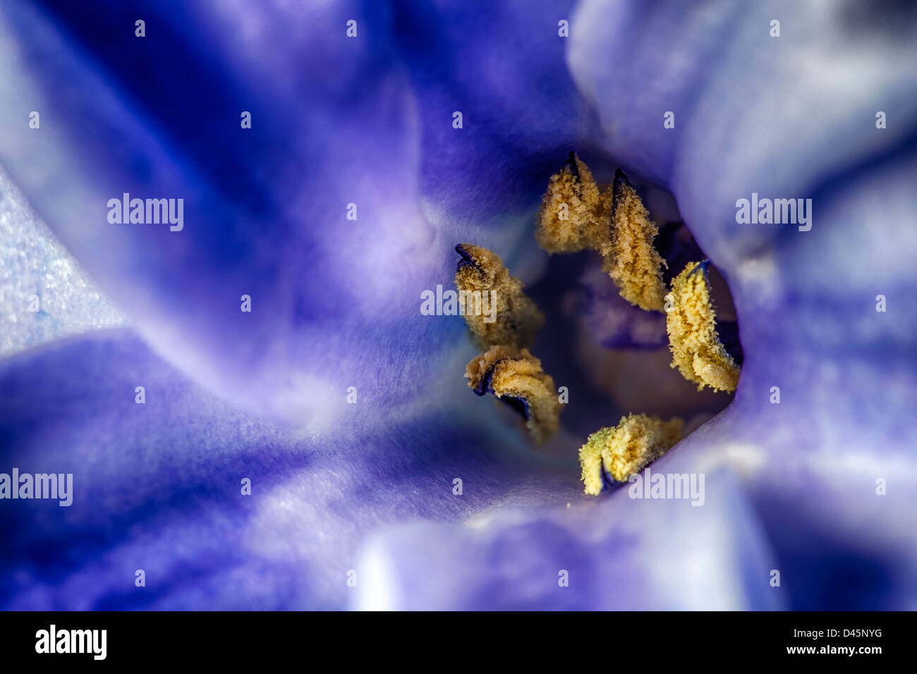 Hyacinth flower and its pollen Stock Photo - Alamy
