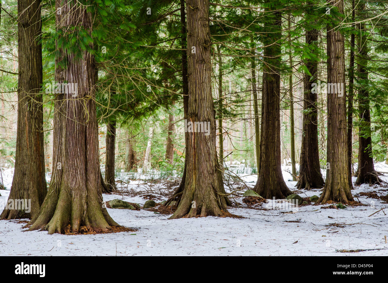 Thuja trees in a nature reserve on the swedish island Öland in the ...