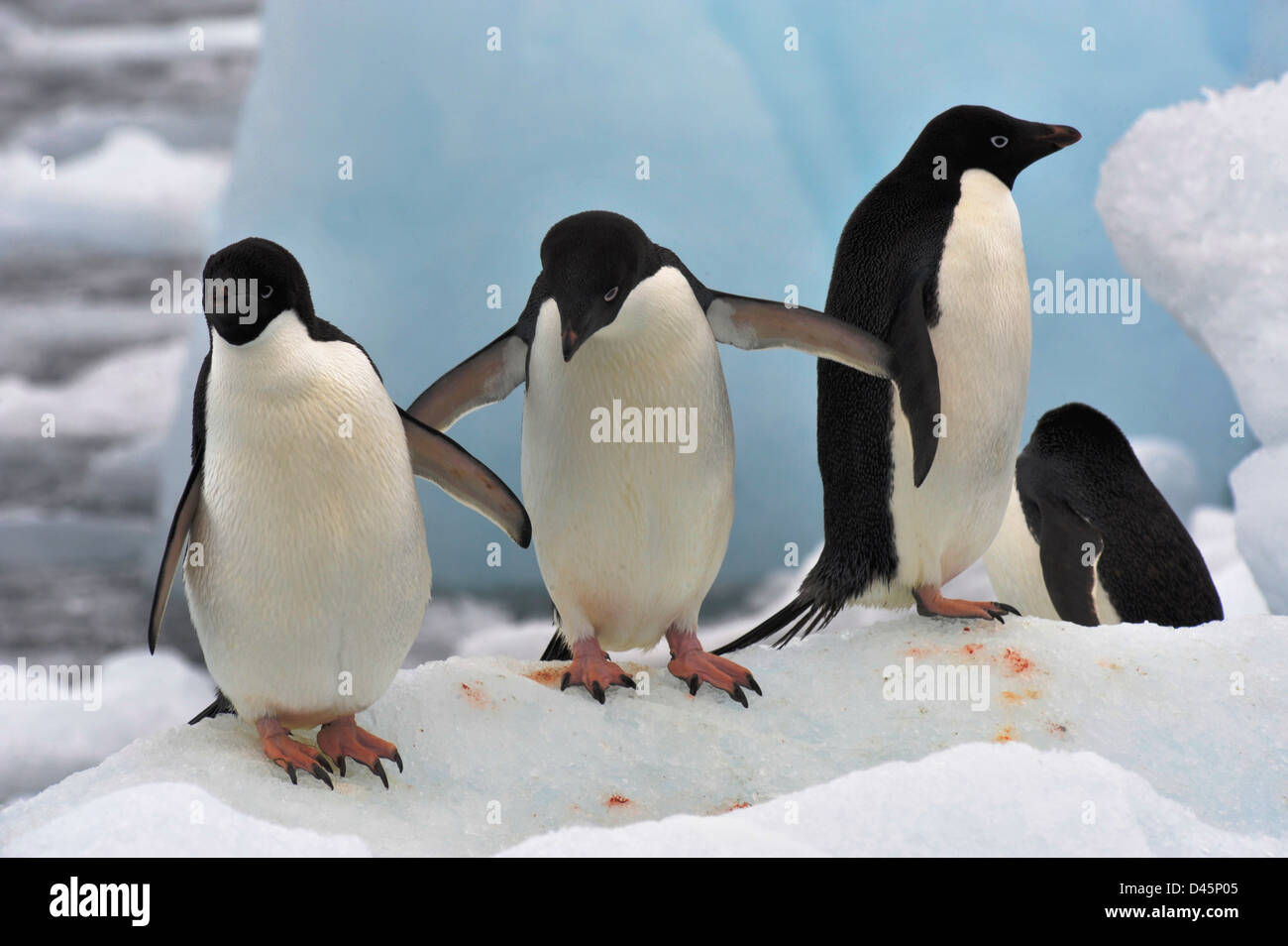 A group of Adélie Penguin (Pygoscelis adeliae) emerge from the water at ...