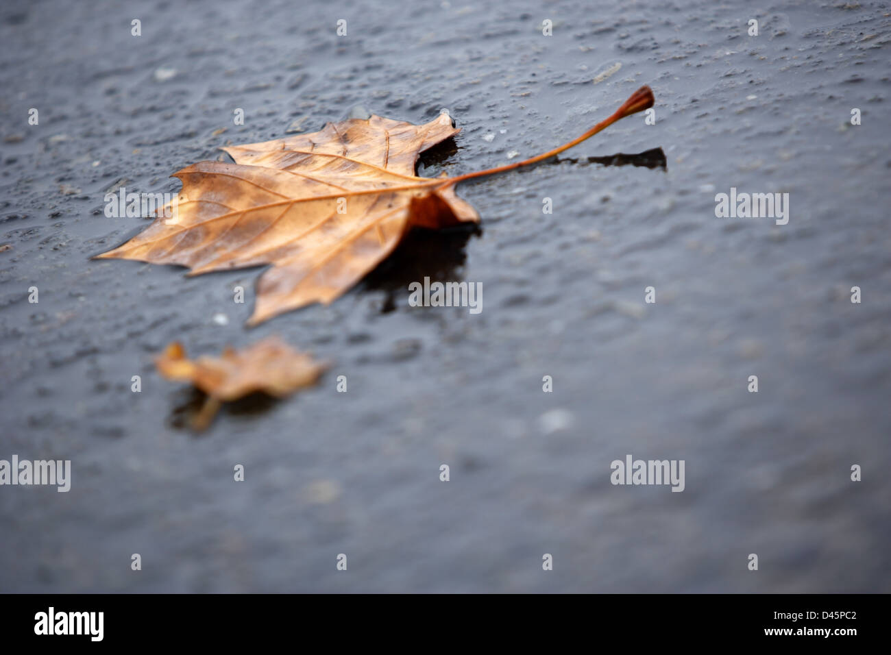 Fall leaf on the ground after the rain Stock Photo - Alamy