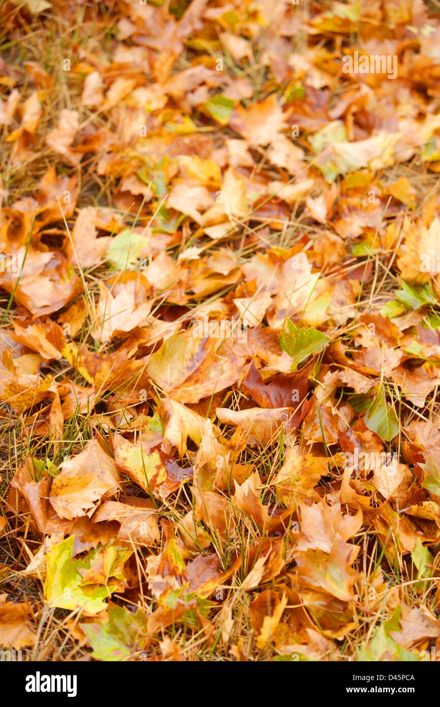 Autumn leaf background after a storm Stock Photo - Alamy