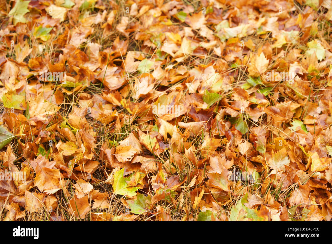 Autumn leaf background after a storm Stock Photo - Alamy