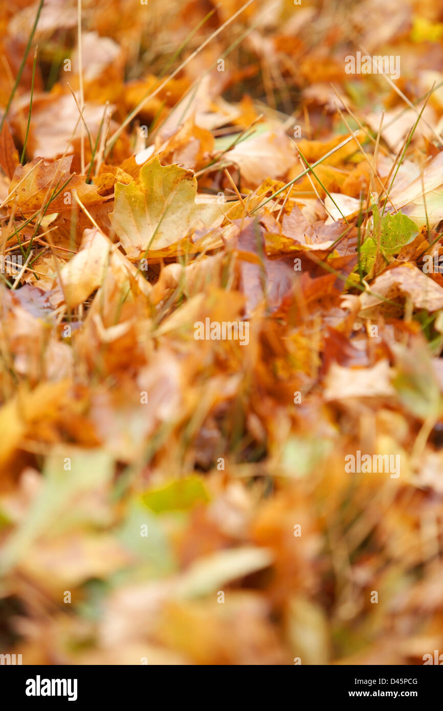 Autumn leaf background after a storm Stock Photo - Alamy