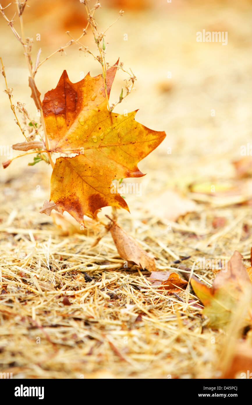 An Autumn leaf after a storm stuck in small plant Stock Photo - Alamy