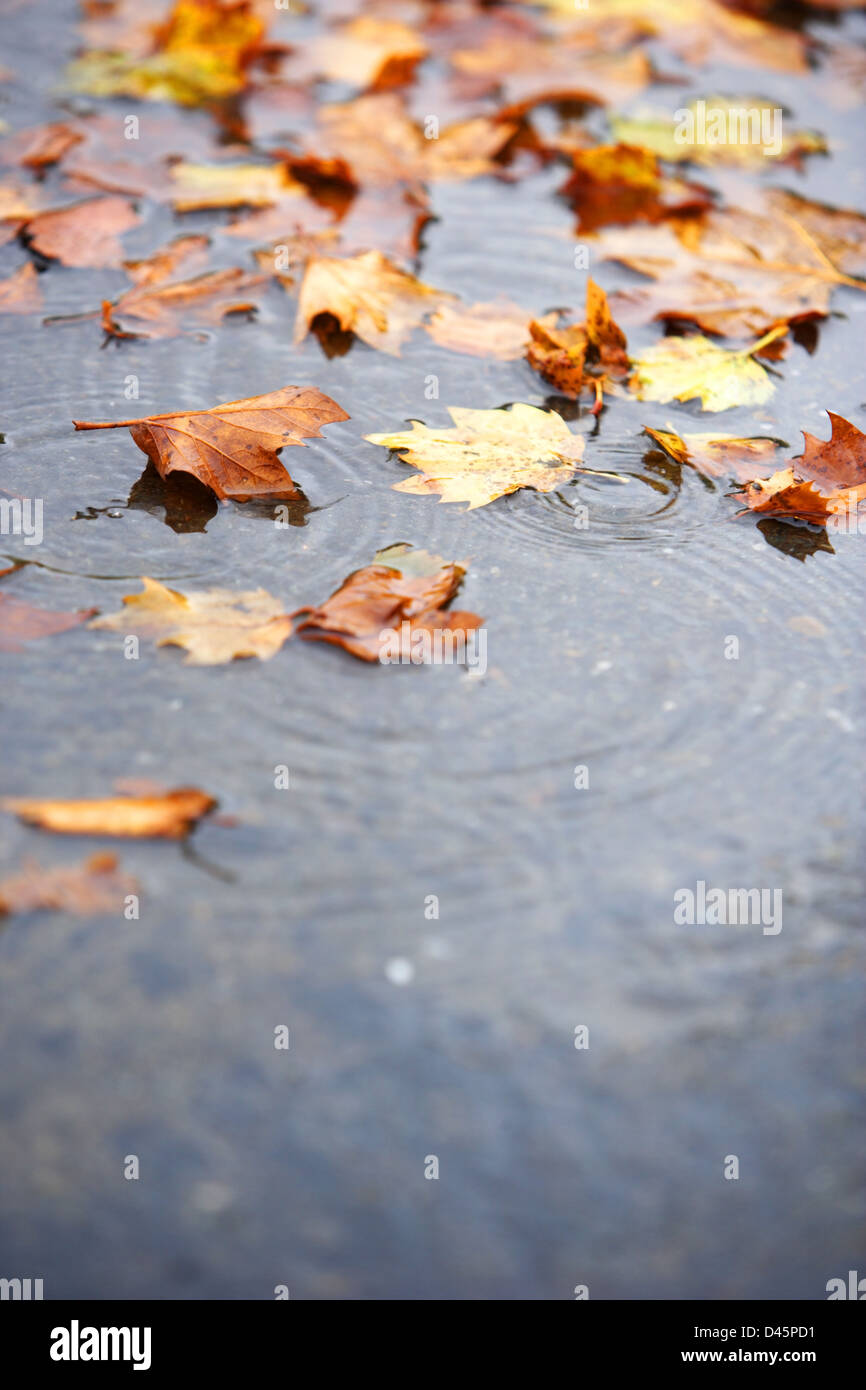 Fall leaf on the ground after the rain Stock Photo - Alamy