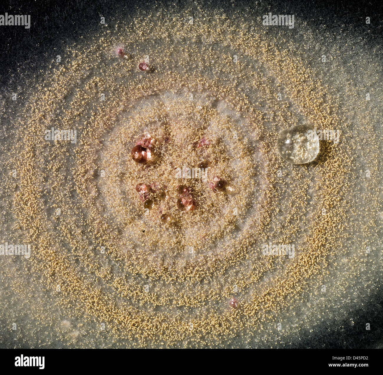 The beauty of mold fungus grown in a chemistry lab Stock Photo - Alamy