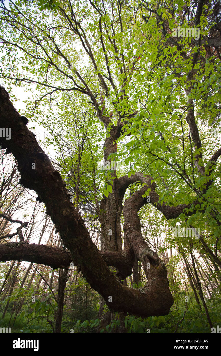 Gnarled beech hi-res stock photography and images - Alamy