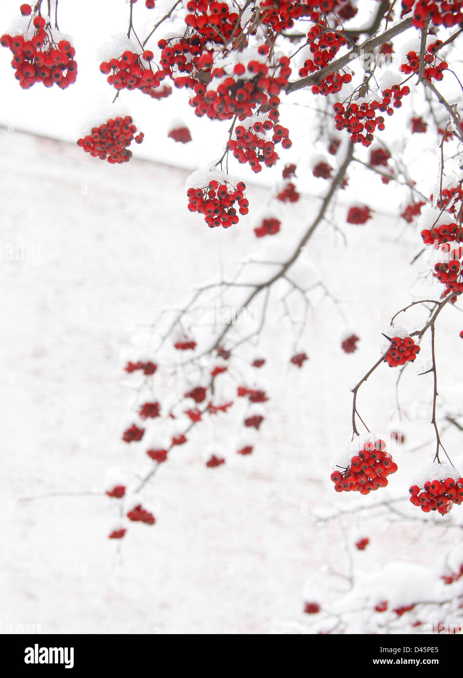 A Hawthorn tree in winter after fresh snowfall Stock Photo - Alamy