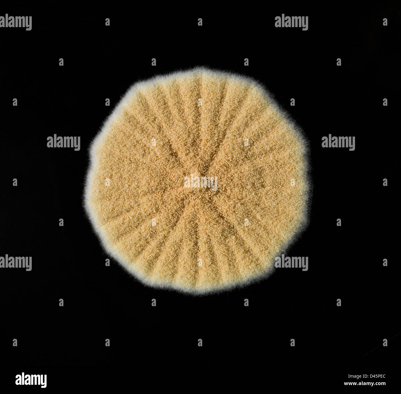 The beauty of mold fungus grown in a chemistry lab Stock Photo - Alamy