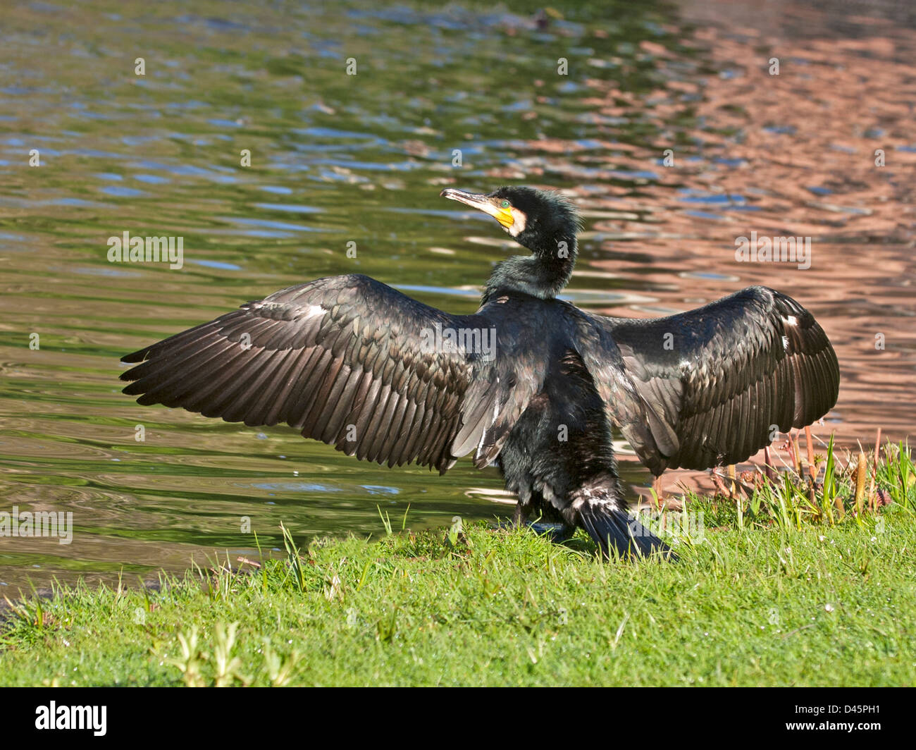 Cormorant with wings spread hi-res stock photography and images - Alamy