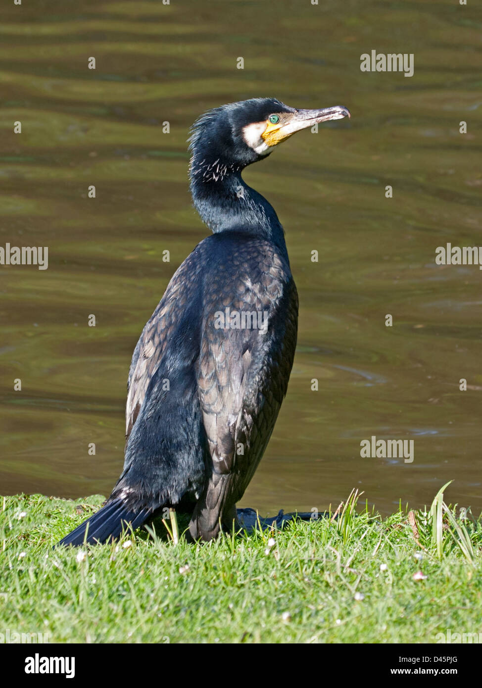 Black cormorant standing on hi-res stock photography and images - Alamy