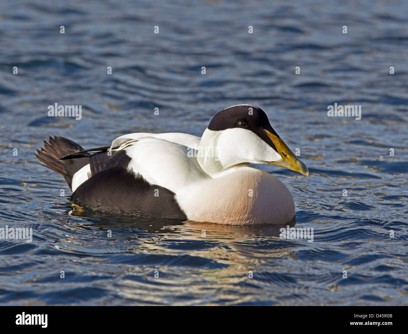 Male common eider in sea Stock Photo - Alamy