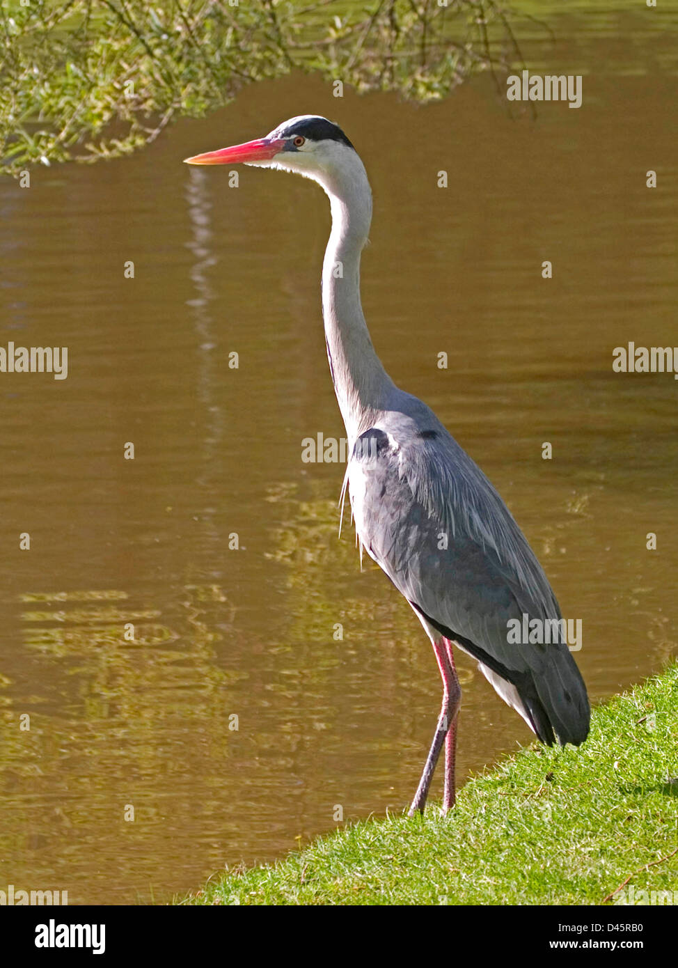Heron on bank river hi-res stock photography and images - Alamy