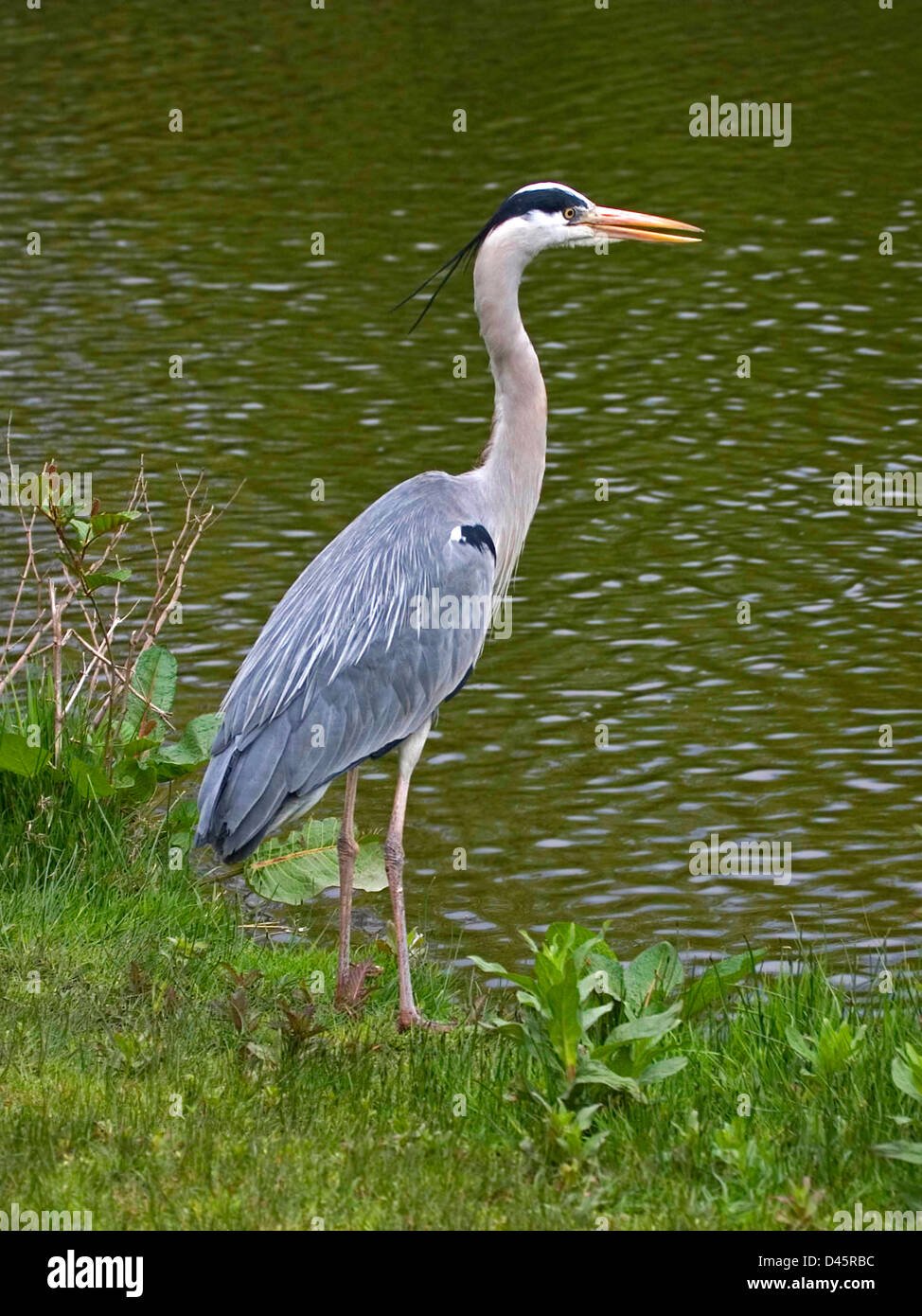 Heron on bank river hi-res stock photography and images - Alamy