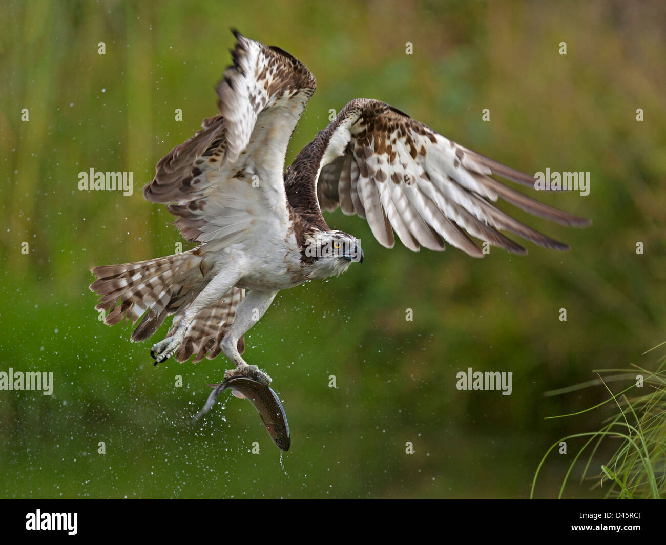 Osprey in flight with fish in talons Stock Photo - Alamy