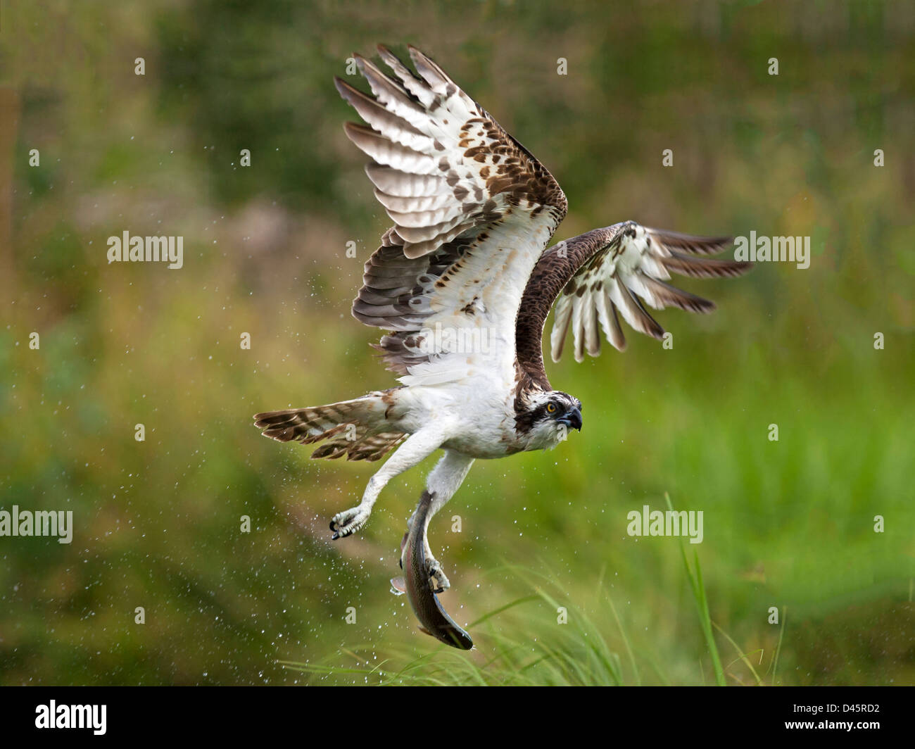 Osprey holding trout in its talons hi-res stock photography and images ...