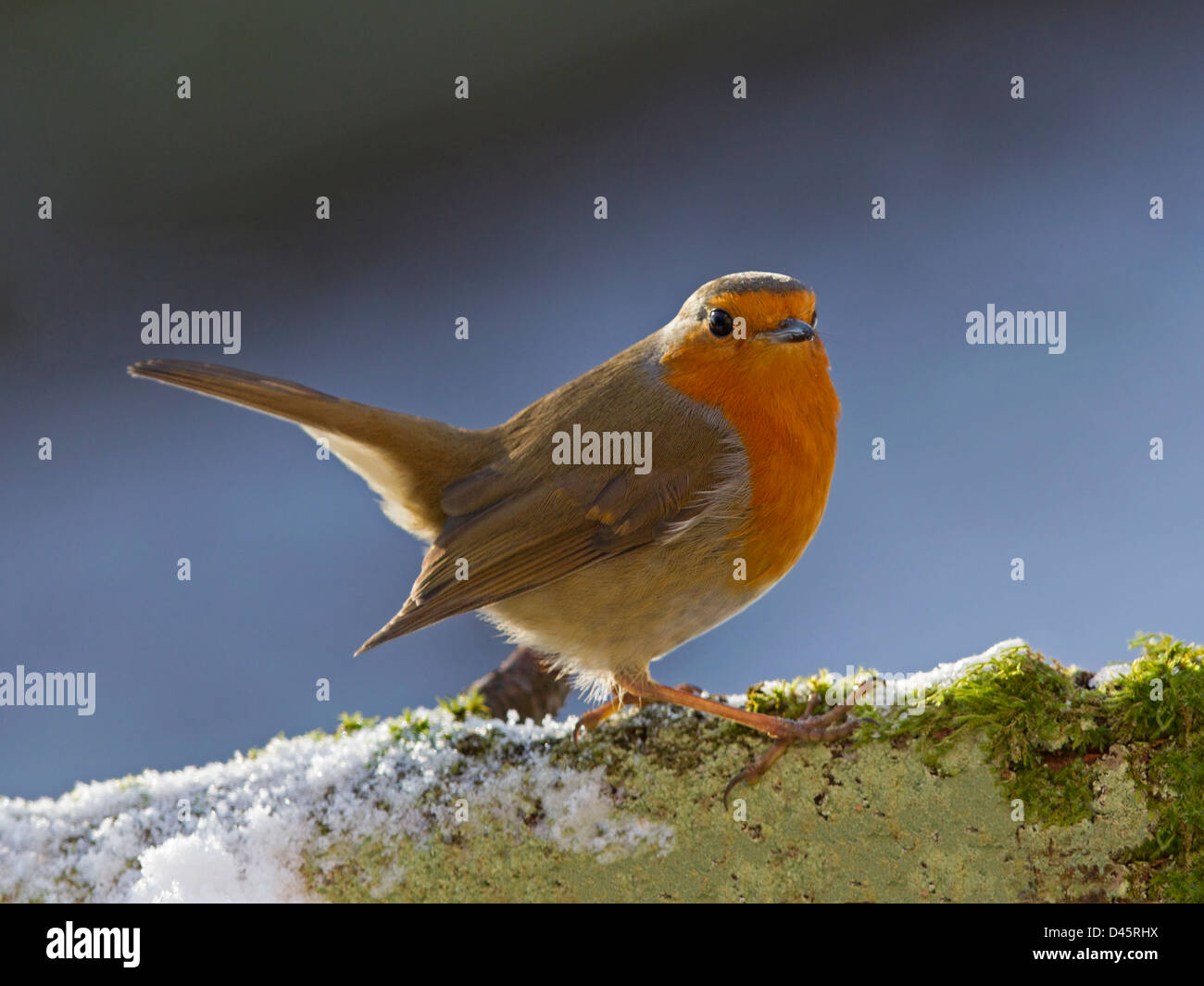 Robin snow branch hi-res stock photography and images - Alamy