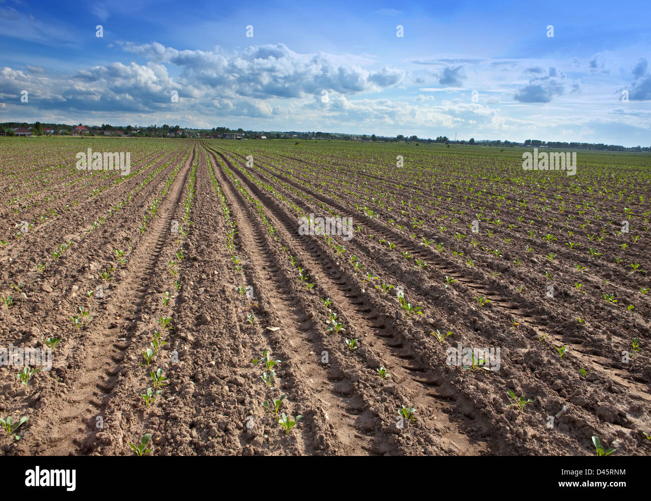 Equal rows of fresh shoots in the field small depth of focus Stock ...