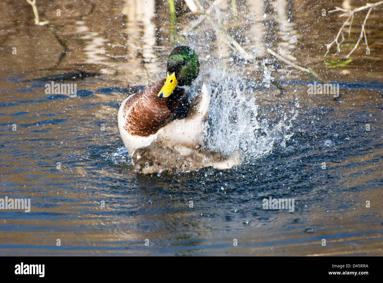 Mallard duck having a wash Stock Photo - Alamy