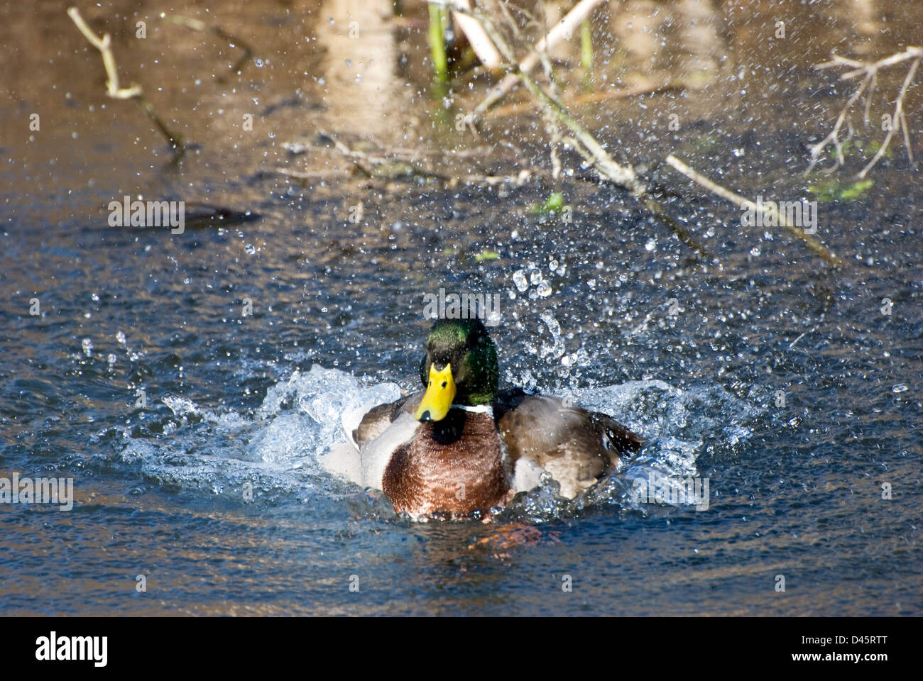 Mallard duck having a wash Stock Photo - Alamy