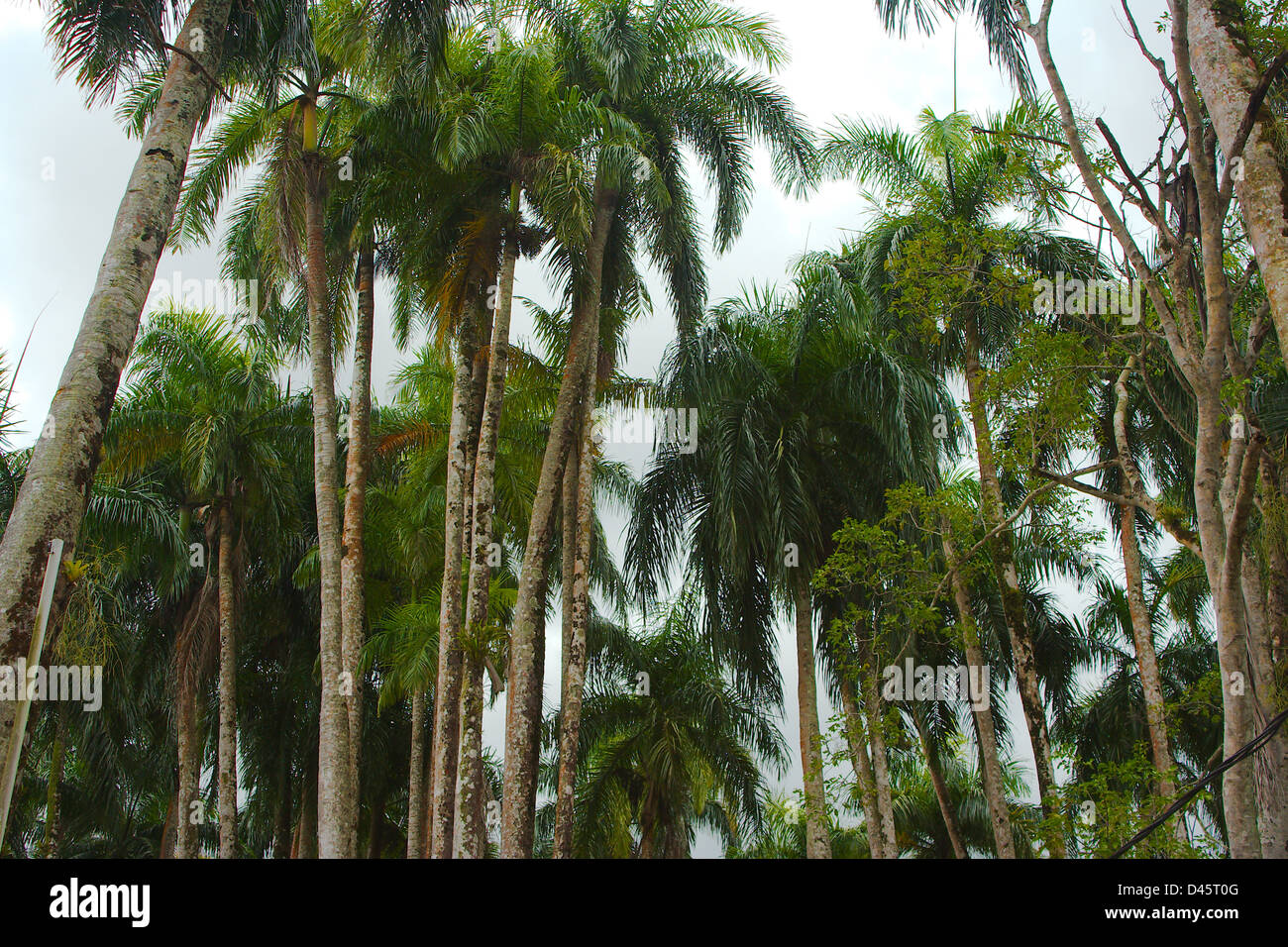 Palmentuin hi-res stock photography and images - Alamy