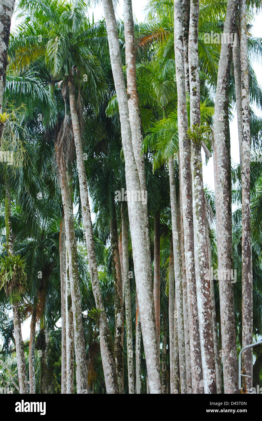 Palm trees in Palmentuin Park in Paramaribo Surinam Stock Photo - Alamy