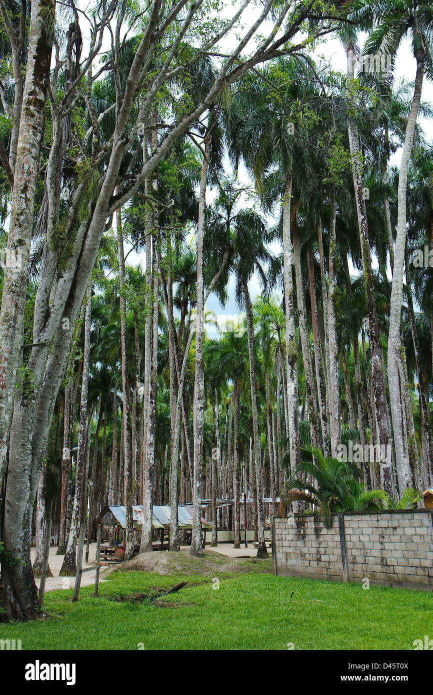 Palm trees in Palmentuin Park in Paramaribo Surinam Stock Photo - Alamy