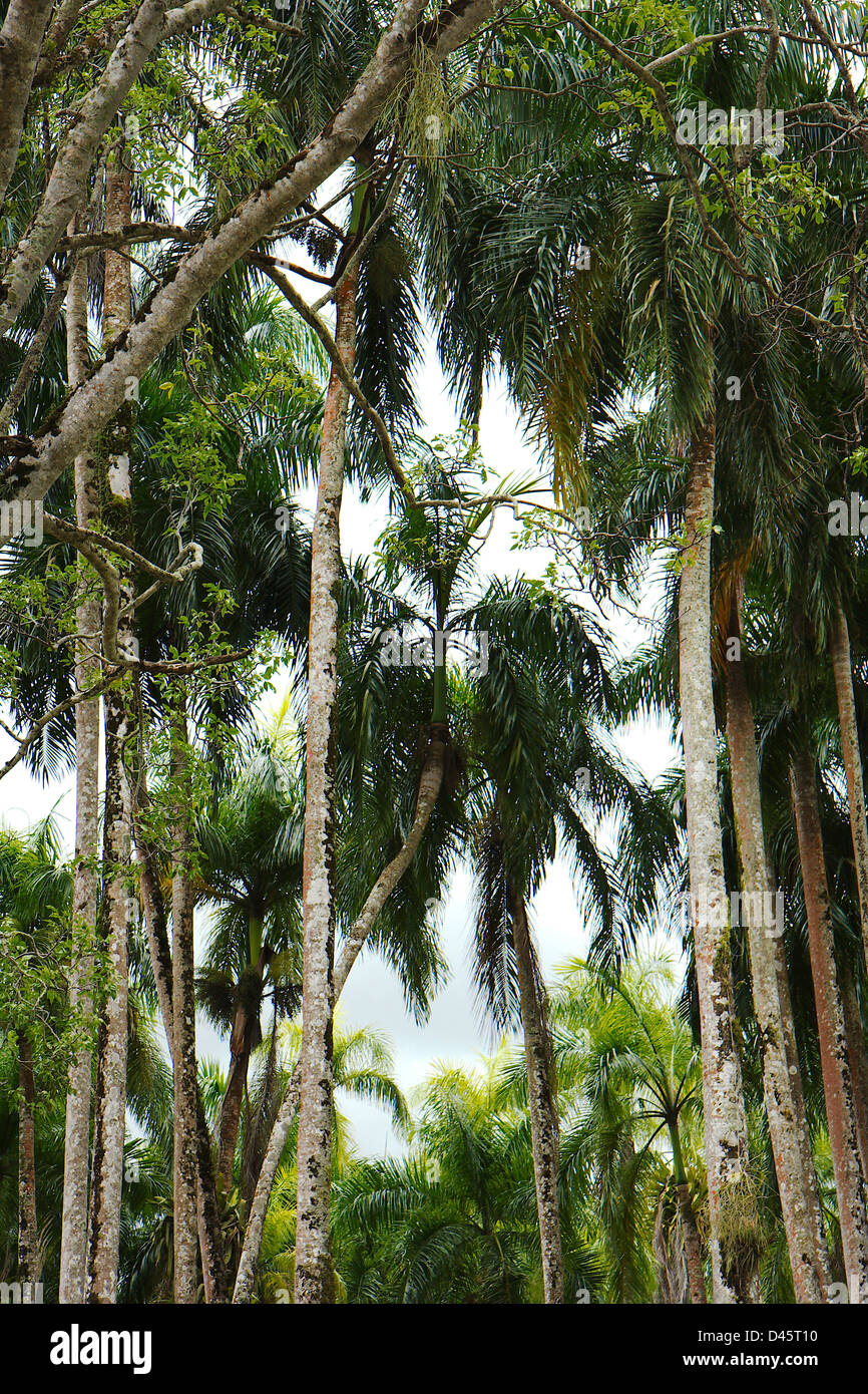 Palm trees in Palmentuin Park in Paramaribo Surinam Stock Photo - Alamy