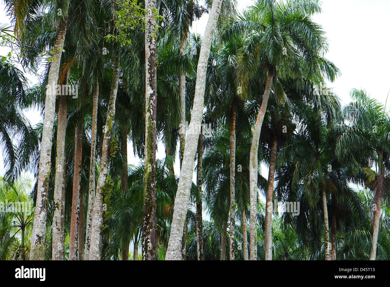 Palm trees in Palmentuin Park in Paramaribo Surinam Stock Photo - Alamy