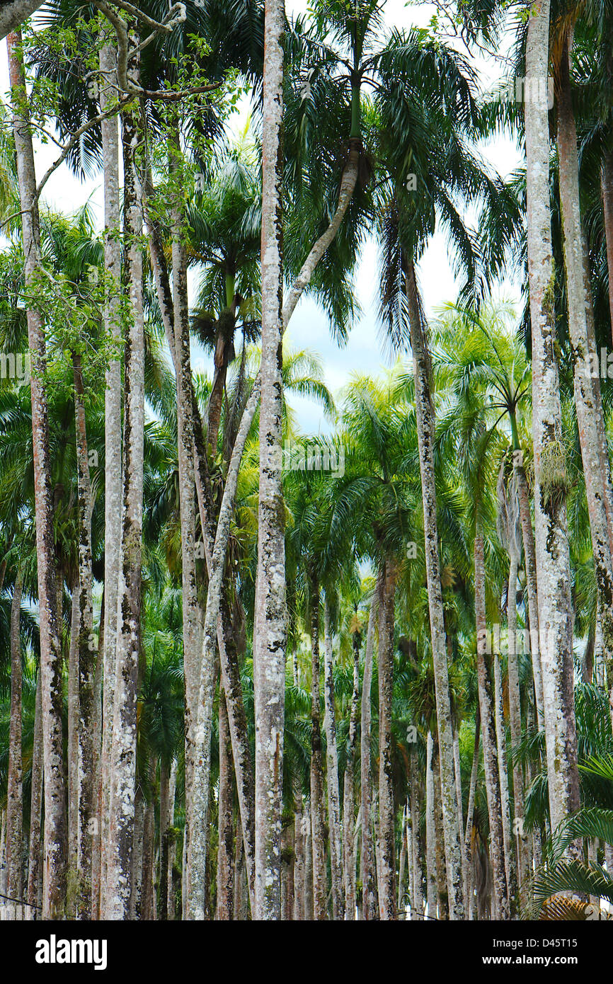 Palm trees in Palmentuin Park in Paramaribo Surinam Stock Photo - Alamy