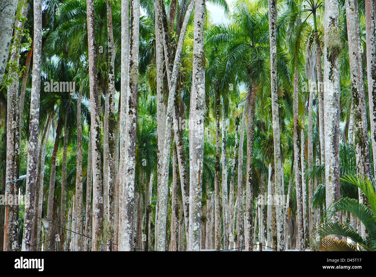 Palm trees in Palmentuin Park in Paramaribo Surinam Stock Photo - Alamy