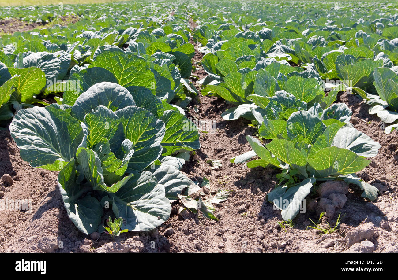 Sprout cabbage cultivation hi-res stock photography and images - Alamy