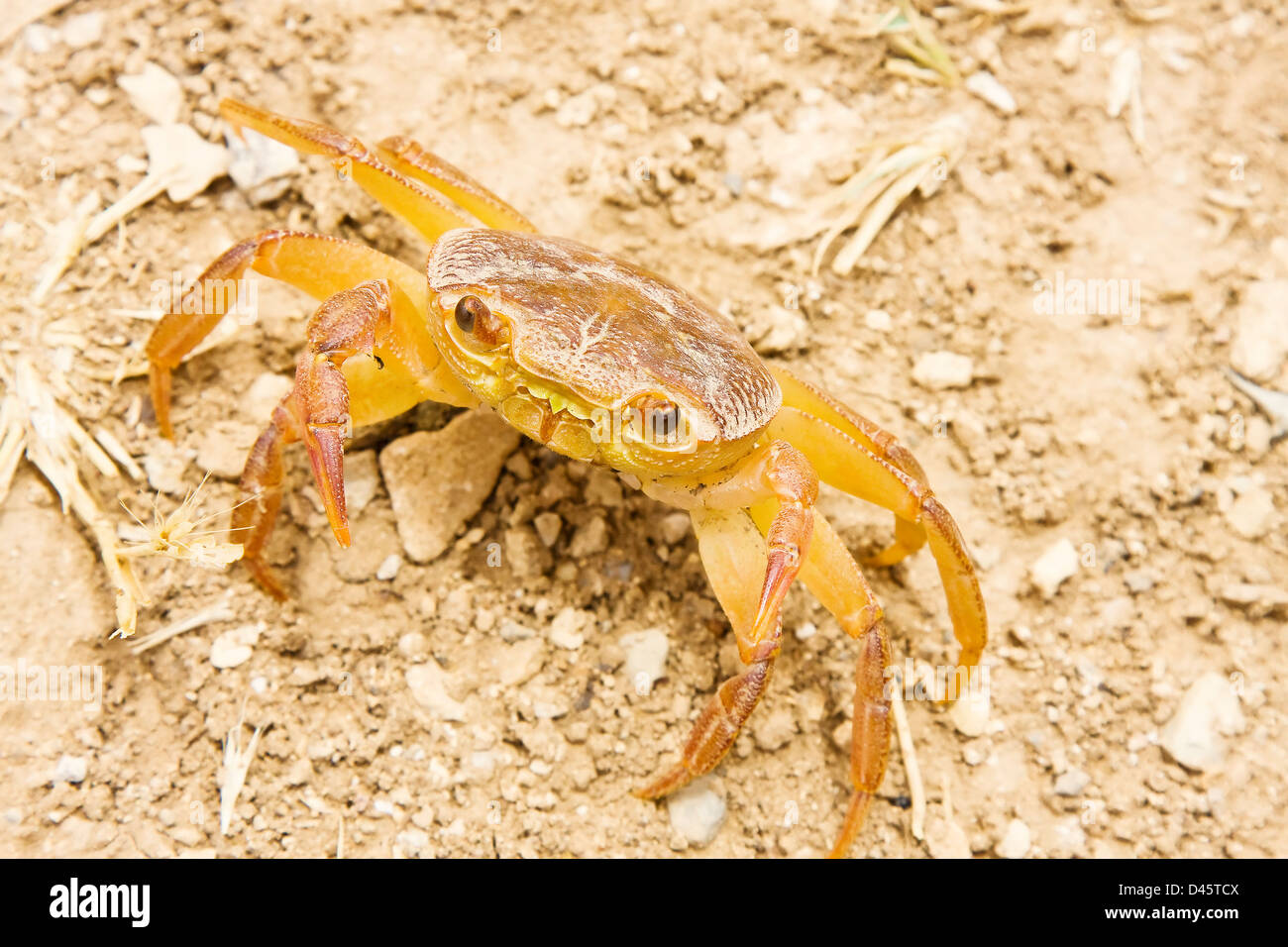 Animated Clipart Of Sand Crabs And Shells