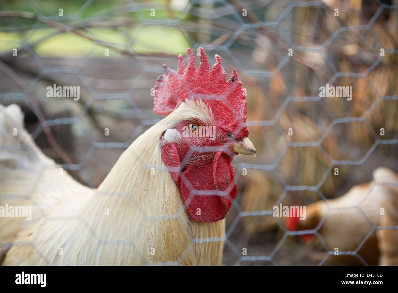 Rooster Stock Photos & Rooster Stock Images - Alamy