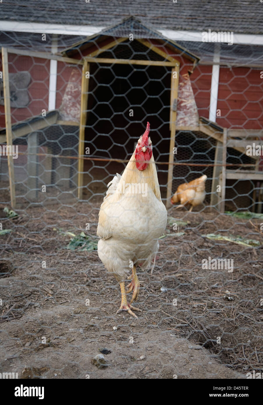 Rooster hi-res stock photography and images - Alamy